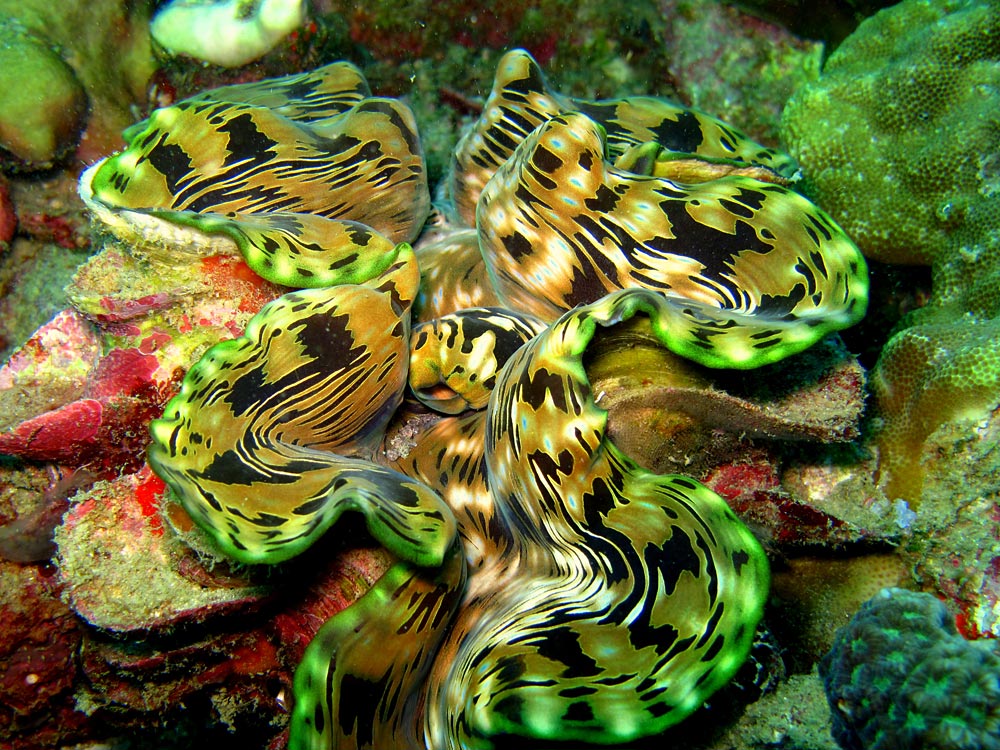 SCUBA DIVING – ONE DAY TRIP – RACHA & CORAL ISLAND (0002) – Phuket Top ...
